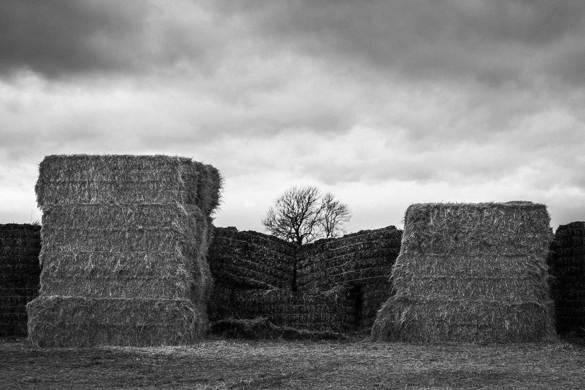 Lincolnshire gothic: a walk through the Croftmarsh